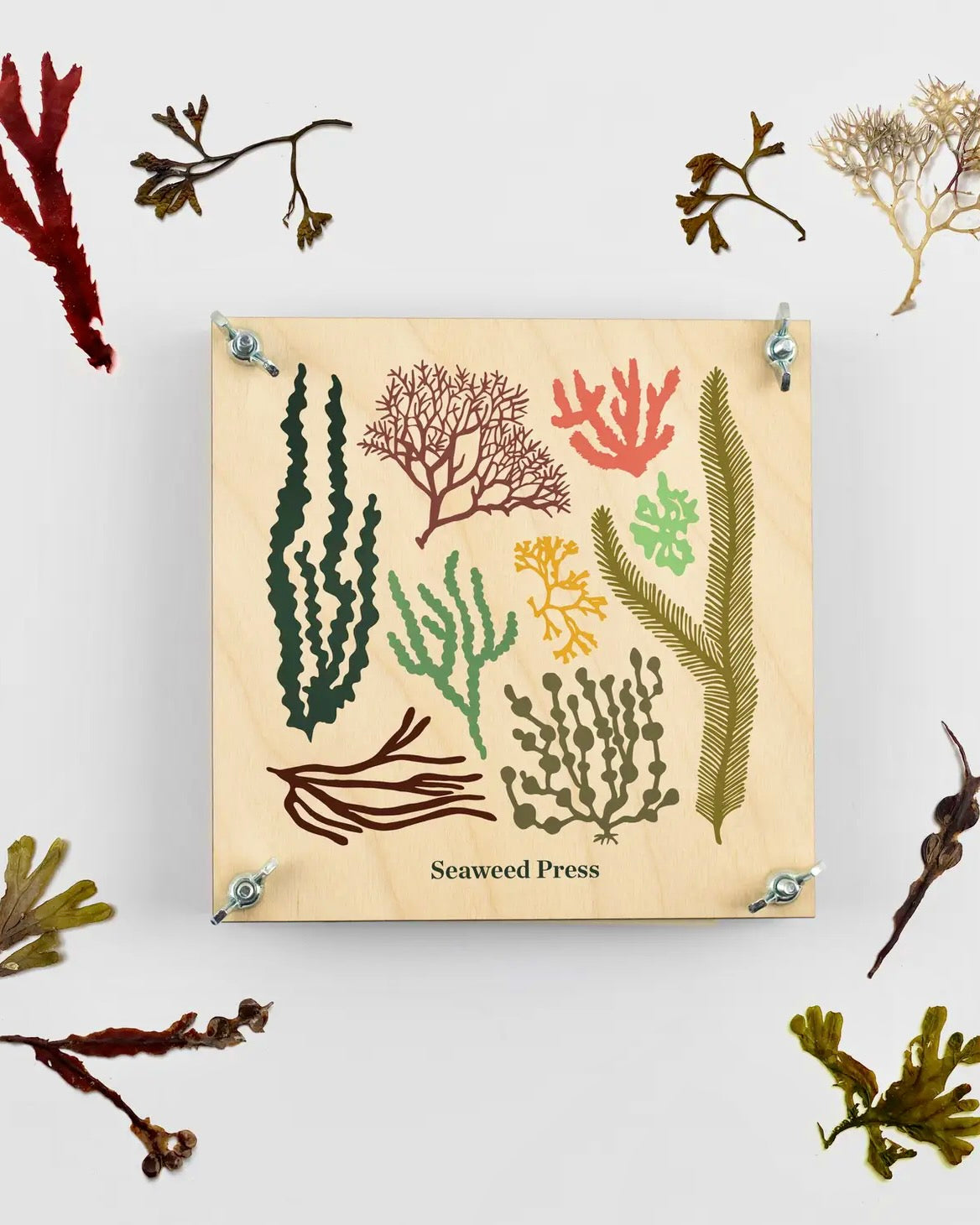 Seaweed Press Kit – Mountainside